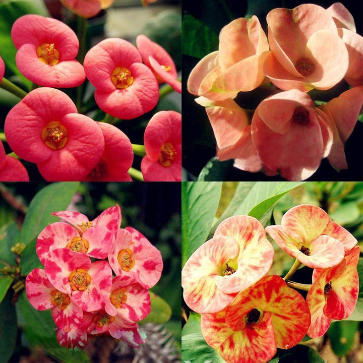 Crown Thorns Flower Seeds Mixed Heirloom Non-GMO Seeds – brookfieldseeds
